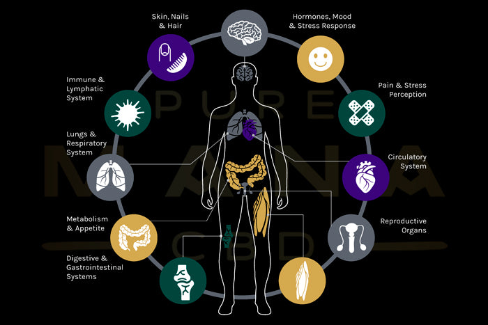 endo_main_1200x1200.jpg?v=1584270994
